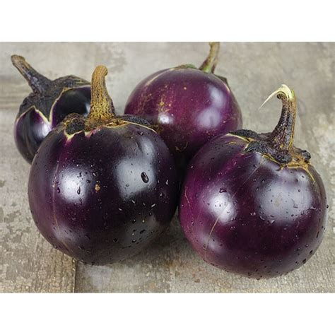 Thai Round Purple Eggplant Seeds Etsy
