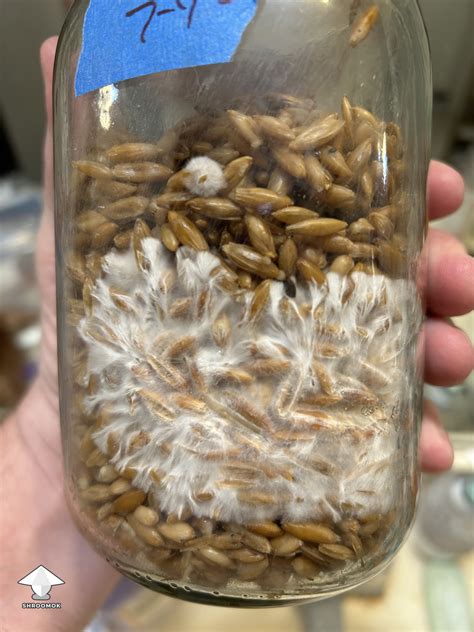Grain Spawn Gallery On Shroomok