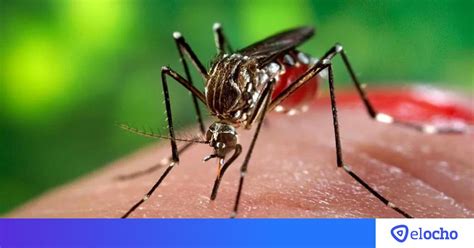 Qué Es El Dengue Hemorrágico Cuáles Son Los Síntomas Y Por Qué Es