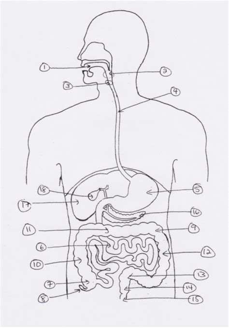 Lab Quiz 4 Diagram Quizlet