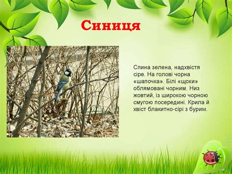 Птахи нашої місцевості презентация онлайн