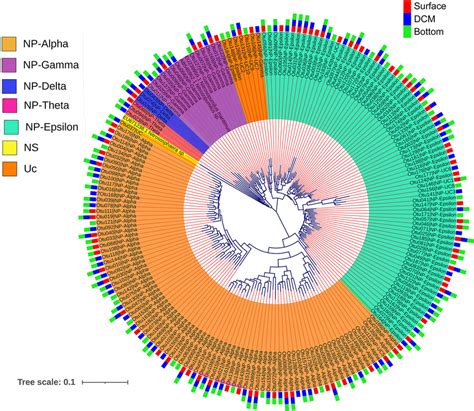 Neighbor Joining Phylogenetic Tree Constructed Using On Archaeal