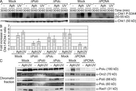Pol δ Pol ε and PCNA are required for optimal Chk1 phosphorylation