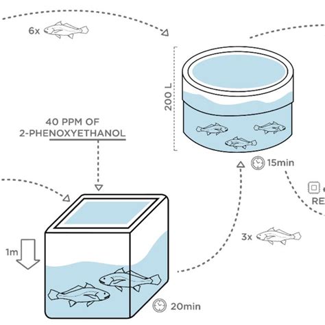 Schematic Figure Depicting The Experimental Setup For The Assessment Of Download Scientific