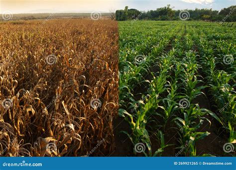 Begrip Landbouw En Droogte Klimaatverandering Stock Afbeelding Image Of Dier Afrika 269921265