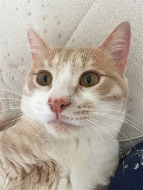 Kamila Leonczyk Adlı Kullanıcının Cats Friends Time Accesories