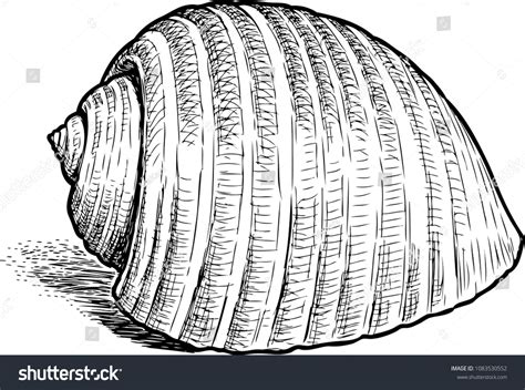 Hand Drawing Sea Cockleshell Stock Vector Royalty Free 1083530552
