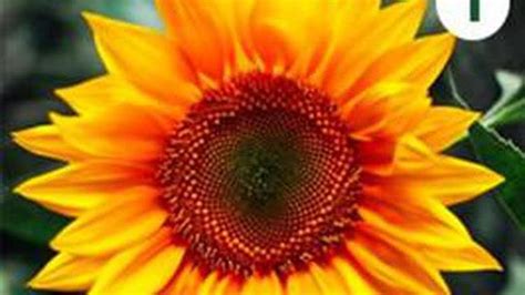 ត្រូវ ៩០ ភាគរយ ជ្រើសរើសផ្កាមួយ អាចបង្ហាញច្បាស់ដូចថ្ងៃពីបុគ្គលលក្ខណៈរបស់អ្នក Tnaot