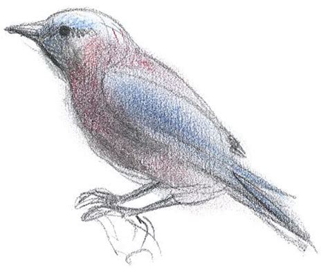 13 Best Cross Hatching Images On Pinterest Cross Hatching Drawing Ideas And Drawing Techniques