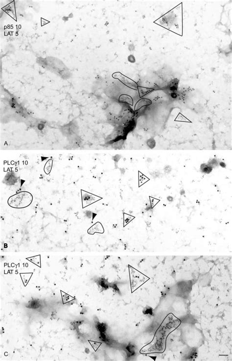 Lat Topography In Relation To The Distributions Of Pi3 Kinase And Download Scientific Diagram