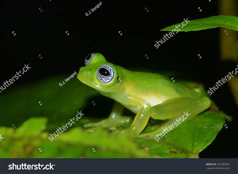 Categoría Ghost Frog Eye De Fotos E Ilustraciones De Stock 222