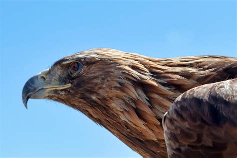 Степной орел Aquila Nipalensis хищная птица Премиум Фото