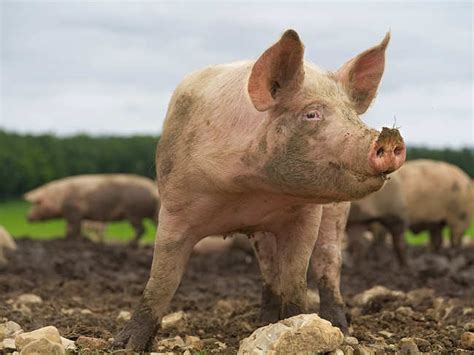 When It Comes To Innovation Think Pig The Economic Times