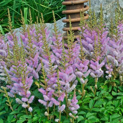 ASTILBE PUMILA – Knippel Garden Centre