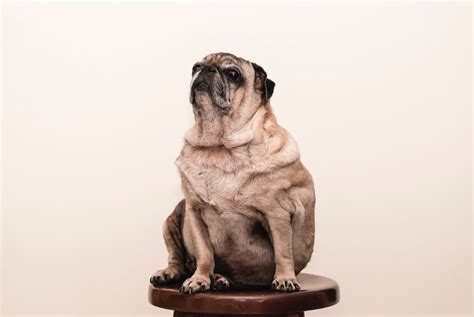 Obesidad En Perros Y Gatos Blog Veterinaria La Asunción Elche
