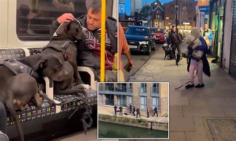 Woman Whose Pet Was Attacked By Two Dogs Later Shot Dead By Met