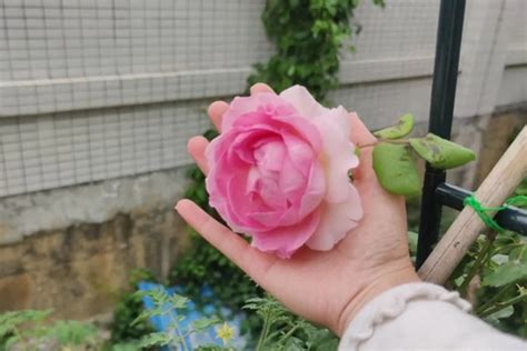 罗衣月季耐晒耐高温吗 常见问题 藤本月季网