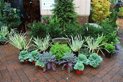 Ornamental Cabbage And Kale For Garden Contrast Wiesner Bros Nursery