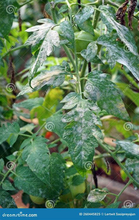 Powdery Mildew Disease Symptom On Tomato Leaf Stock Image Image Of
