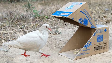 Experiment Making Pigeon Bird Trap Using Paper Box Youtube