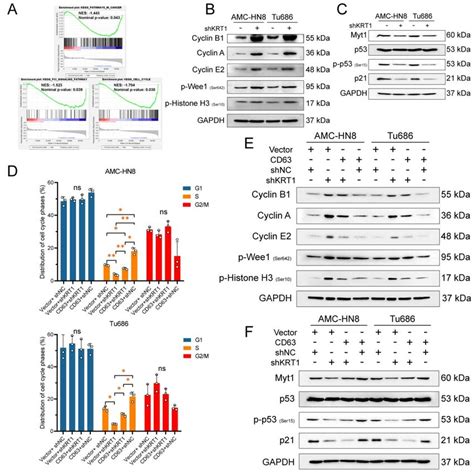 Krt1 Arrests The Hnscc Cell Cycle By Mediating P53 In Vitro A The