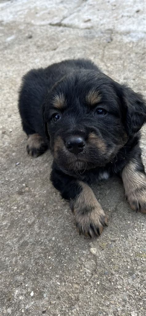 Подарявам Кученца Кучета Обяви за осиновяване