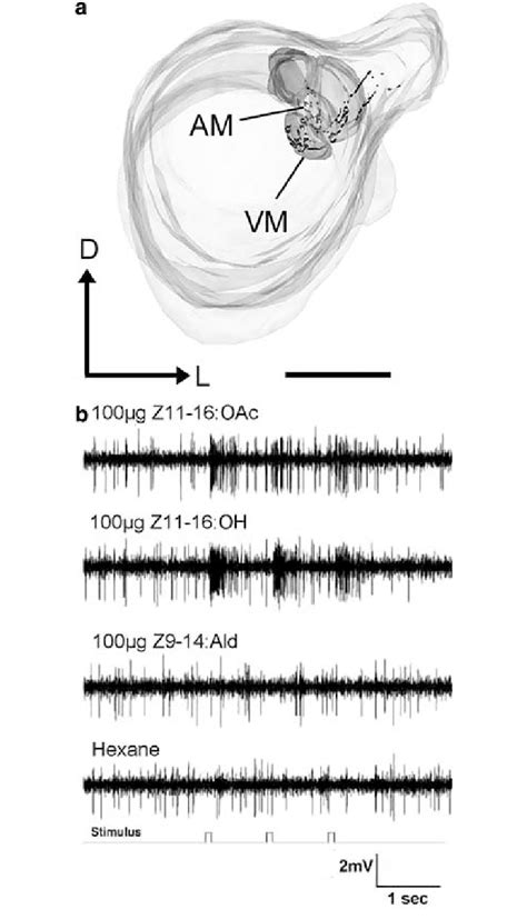 3 D Reconstruction And Orn Responses From Male H Virescens Type 27m