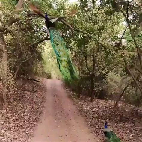 🔥 Peacock Fly R Natureisfuckinglit