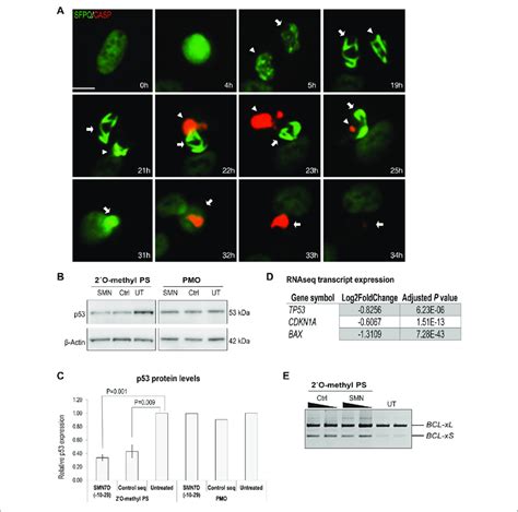 Analysis Of Cellular Toxicity Following 2′ O Methyl Phosphorothioate Download Scientific