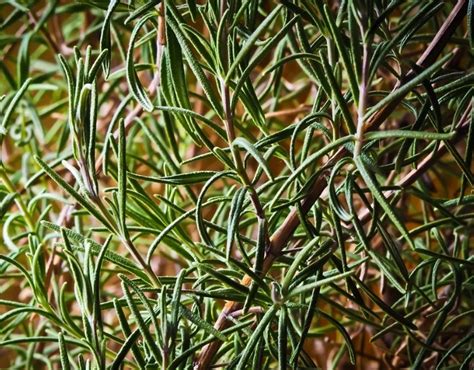 로즈마리 효능 로즈마리오일 로즈마리차 부작용 네이버 블로그