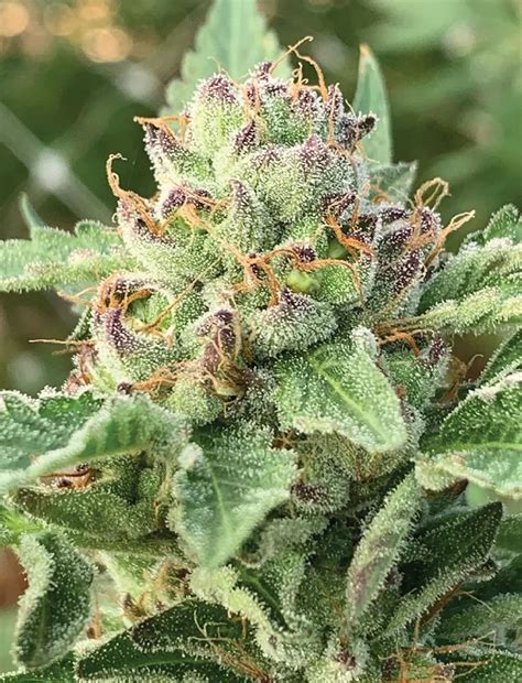 Everything You Need To Know About Flowering Stages Through When To