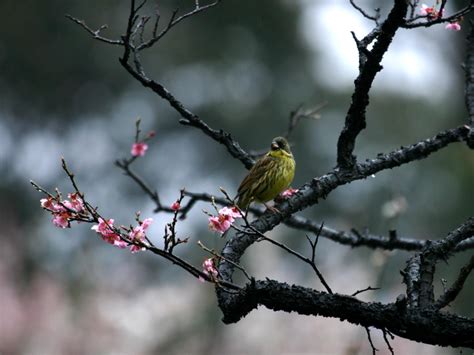 アオジ淀川の野鳥