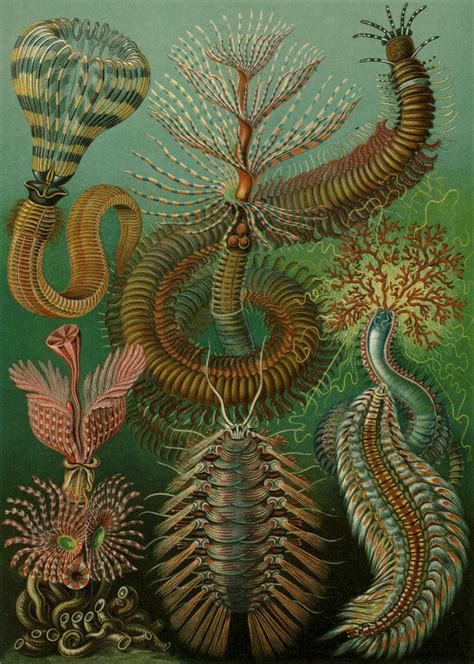 17 Best Images About Artist • Ernst Haeckel On Pinterest Nature Stem