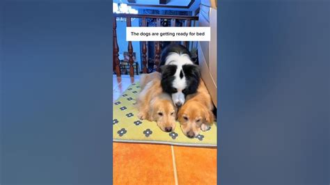 محبين حيونات الكلب Youtube