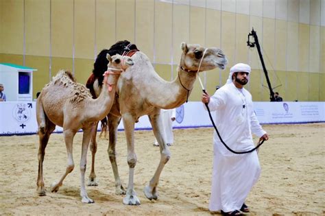 Veterinary Research Center In The Emirates Camelids Camelids