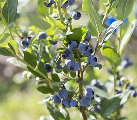 袁晓辉 Rita 藍莓怎麼種Blueberry