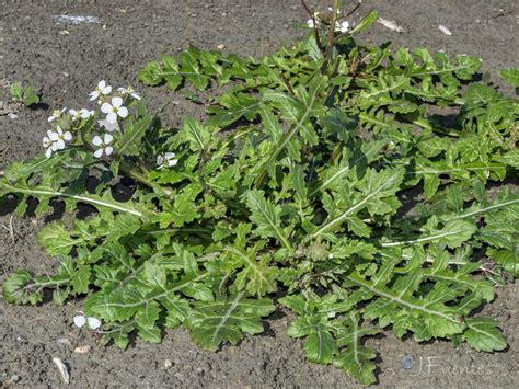 Diplotaxis Erucoides Subsp Erucoides