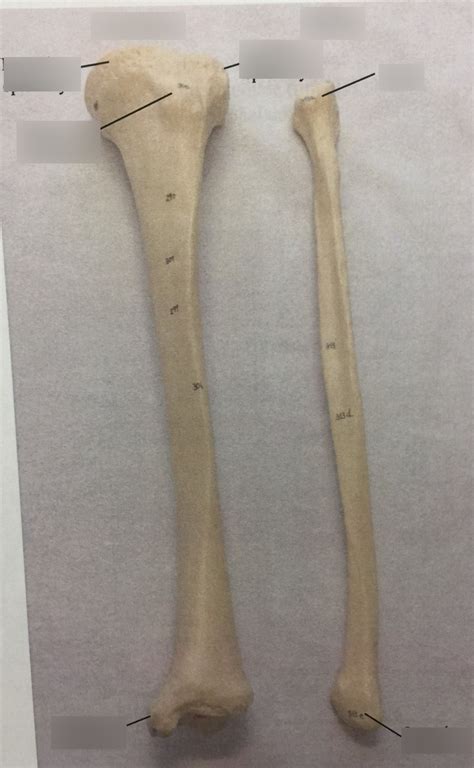 Appendicular Skeleton Diagram Diagram Quizlet