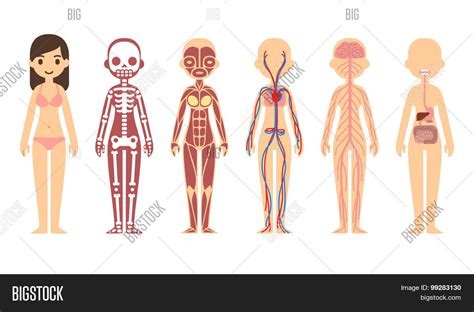 Female Human Anatomy Chart Anatomy Diagram Vector Photo Free Trial