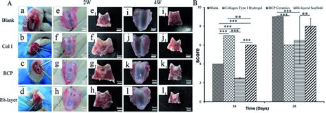 Scaffolds Were Implanted Into Defects For In Vivo Treatment Of