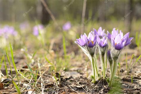 Premium Photo Snowdrop Flowers Dream Grass Pulsatilla Patens Gentle