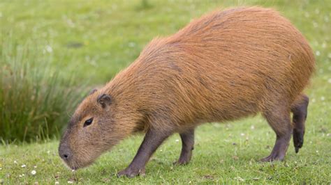 We Learned Can You Have A Capybara As A Pet In Michigan