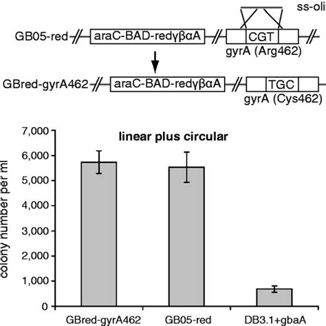 Overview Of Ccdb Counterselection Strategies A Strategy For Seamless