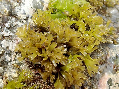 コメノリ Polyopes Prolifer