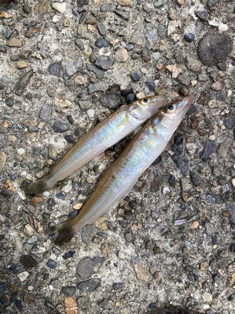 キスはまだまだ先かなぁ 和歌山県 和歌山マリーナシティ ちょい投げ キス 陸っぱり 釣り・魚釣り 釣果情報サイト カンパリ