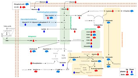 Ijms Free Full Text Non Targeted Metabolomics Investigation Of A