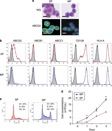 Characteristics Of Sp Cells And Mp Cells Sp And Mp Fractions Were Download Scientific Diagram