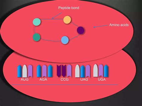 Protein Synthesis Model Ppt