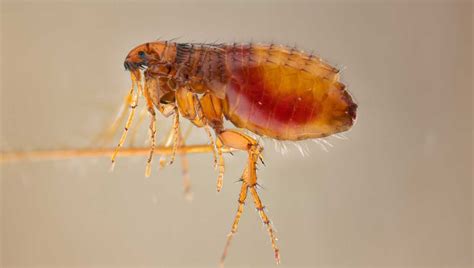 The Exterra Termite Baiting System Is The Creative Solution