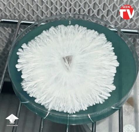 Cool Mycelium On Agar